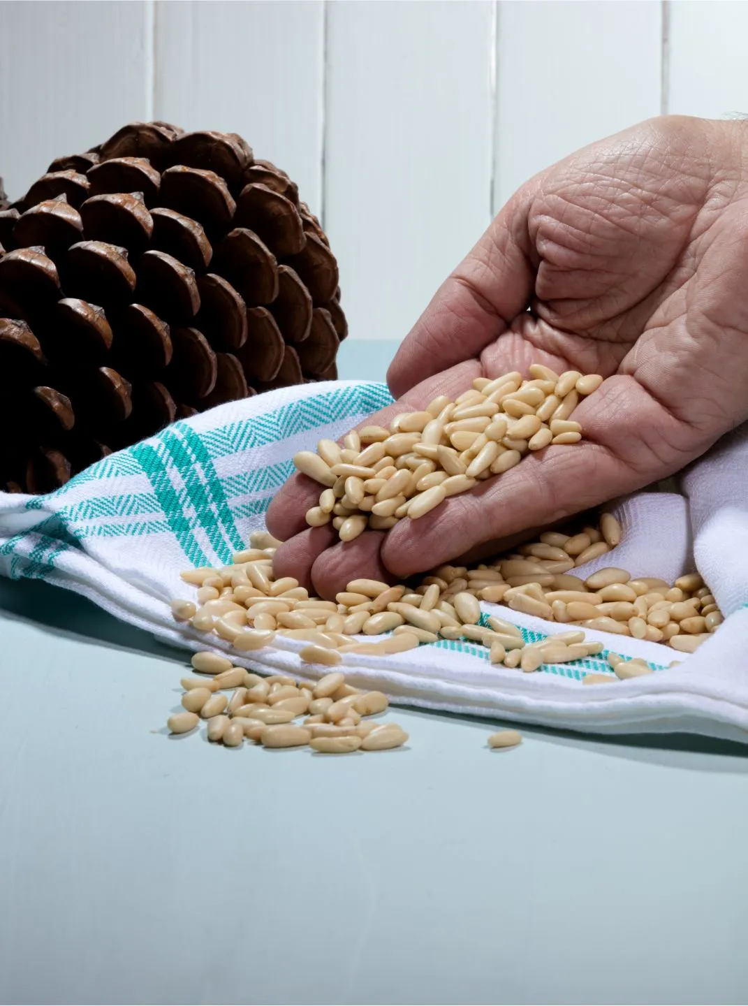 Piñón | Diccionario Culinario | Kooking Lab